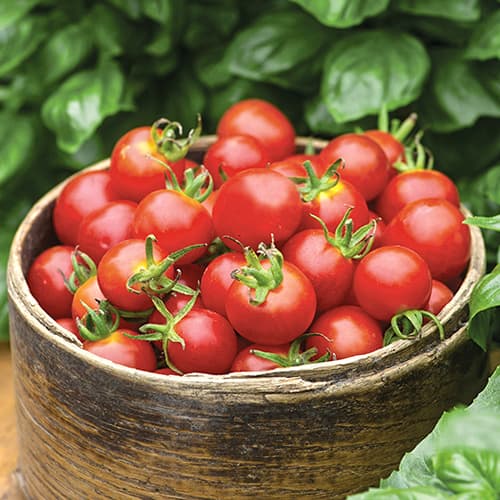 Cherrytomate Red cherry Kiepenkerl (50003): samen Günstiger kaufen bei ...